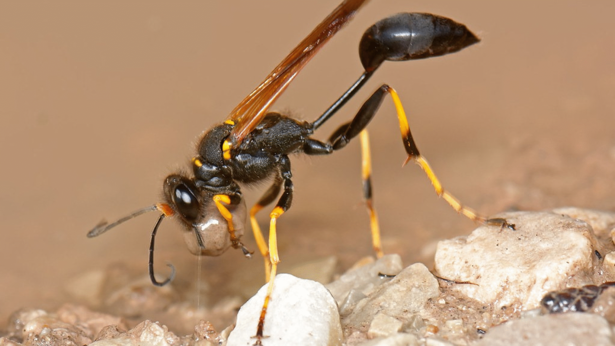 What Are the Different Types of Wasp Found in Melbourne?