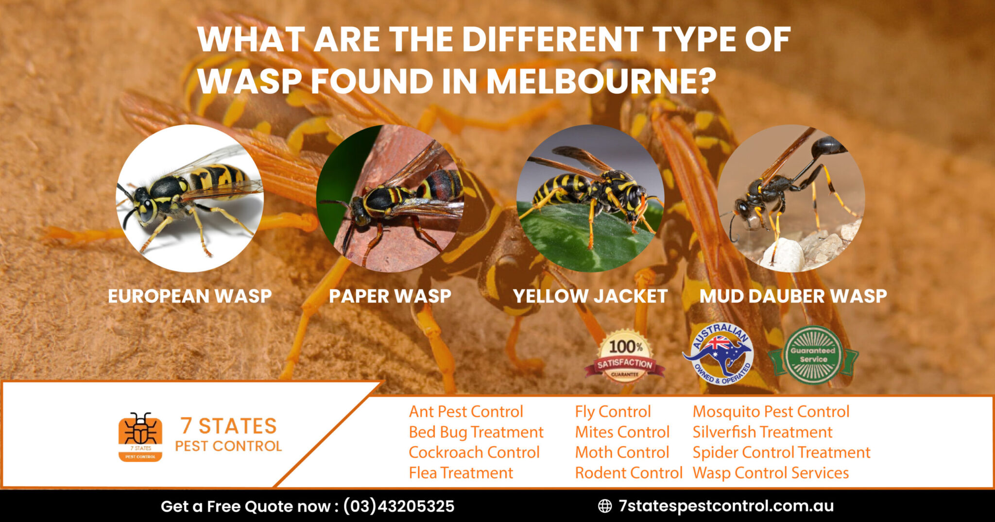 What Are the Different Types of Wasp Found in Melbourne?