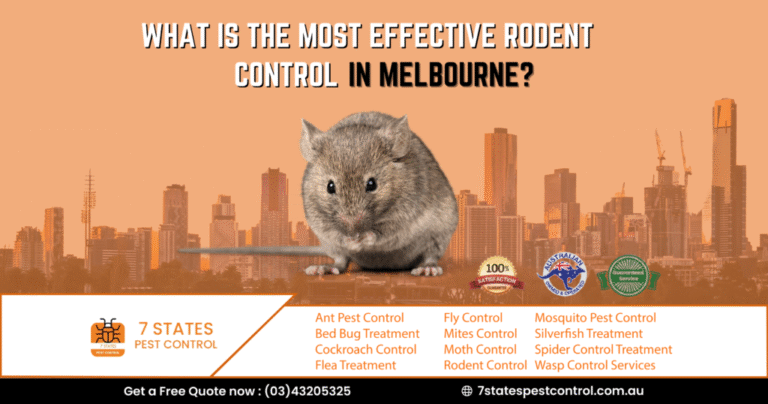 What is the most effective rodent control in Melbourne?