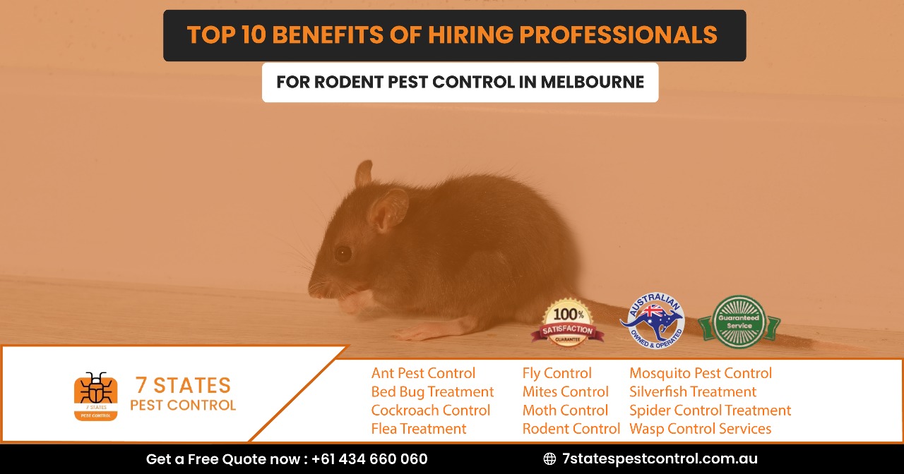 Rodent Pest Control Melbourne | 10 Benefits of Experts