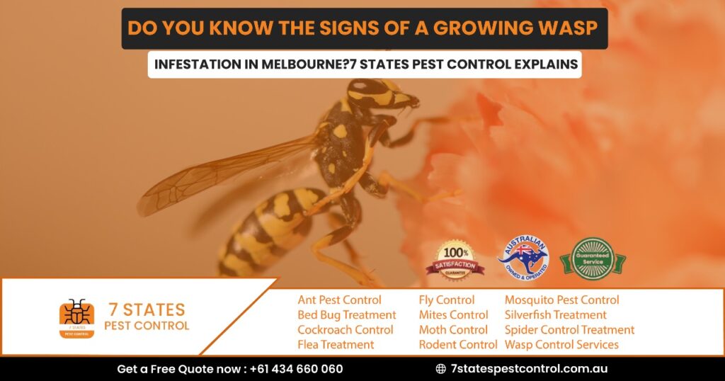 Wasp Control in Melbourne: Signs of Infestation & Expert Help